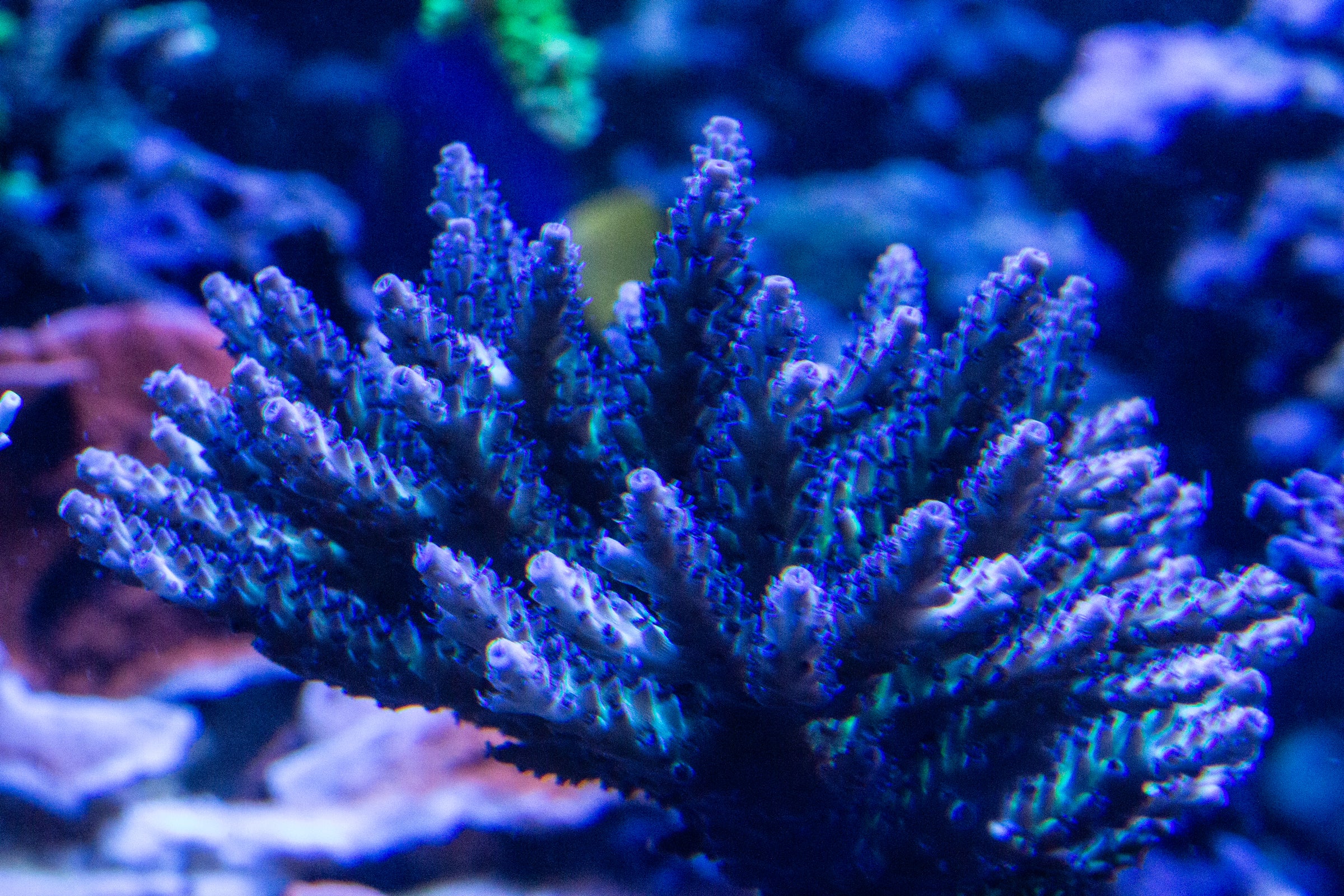 Miami Orchid Acropora – ReefEco