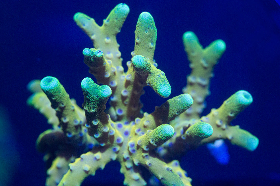 Goldenrod Anacropora – ReefEco