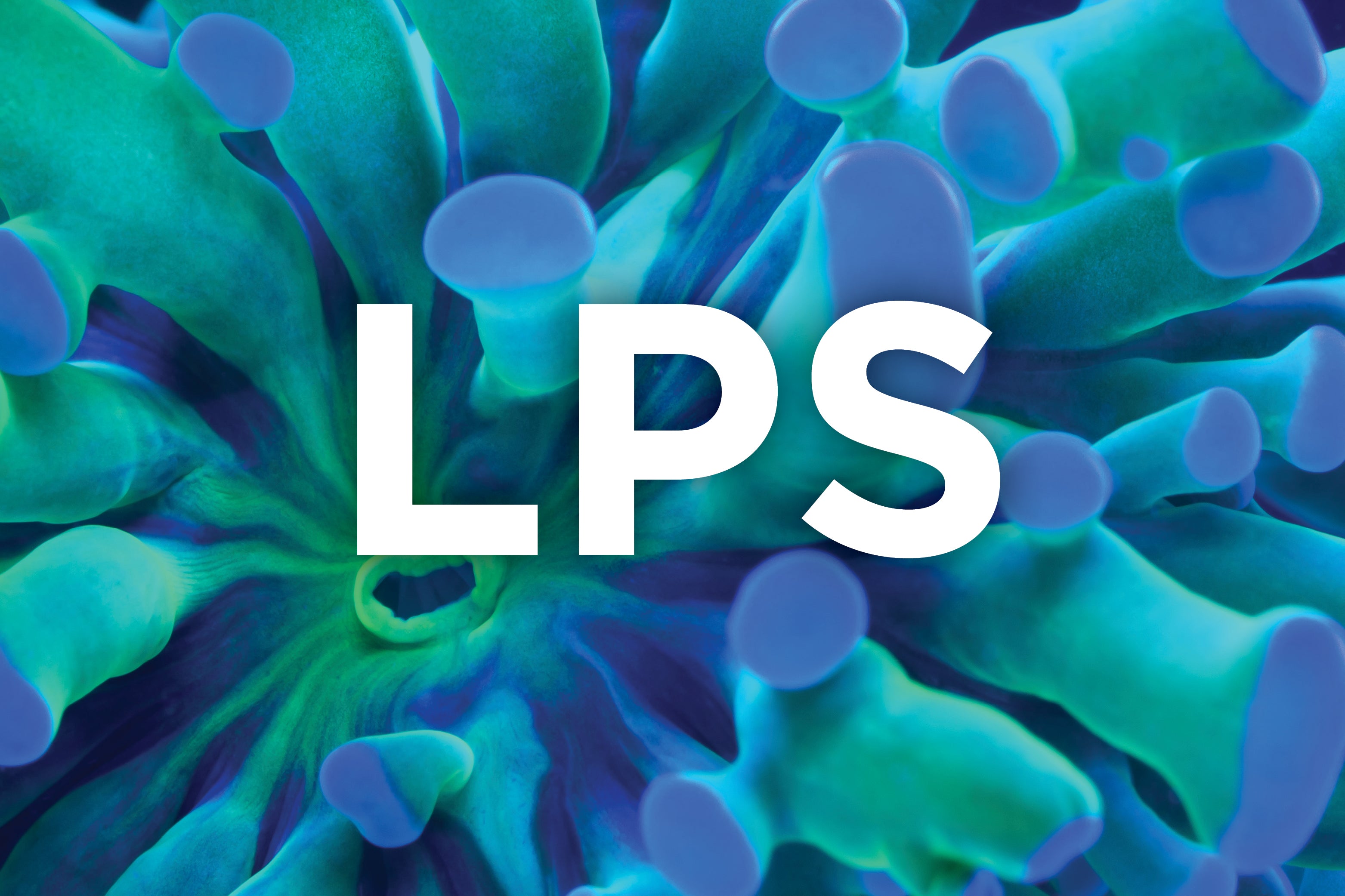 Shop Live Coral – ReefEco