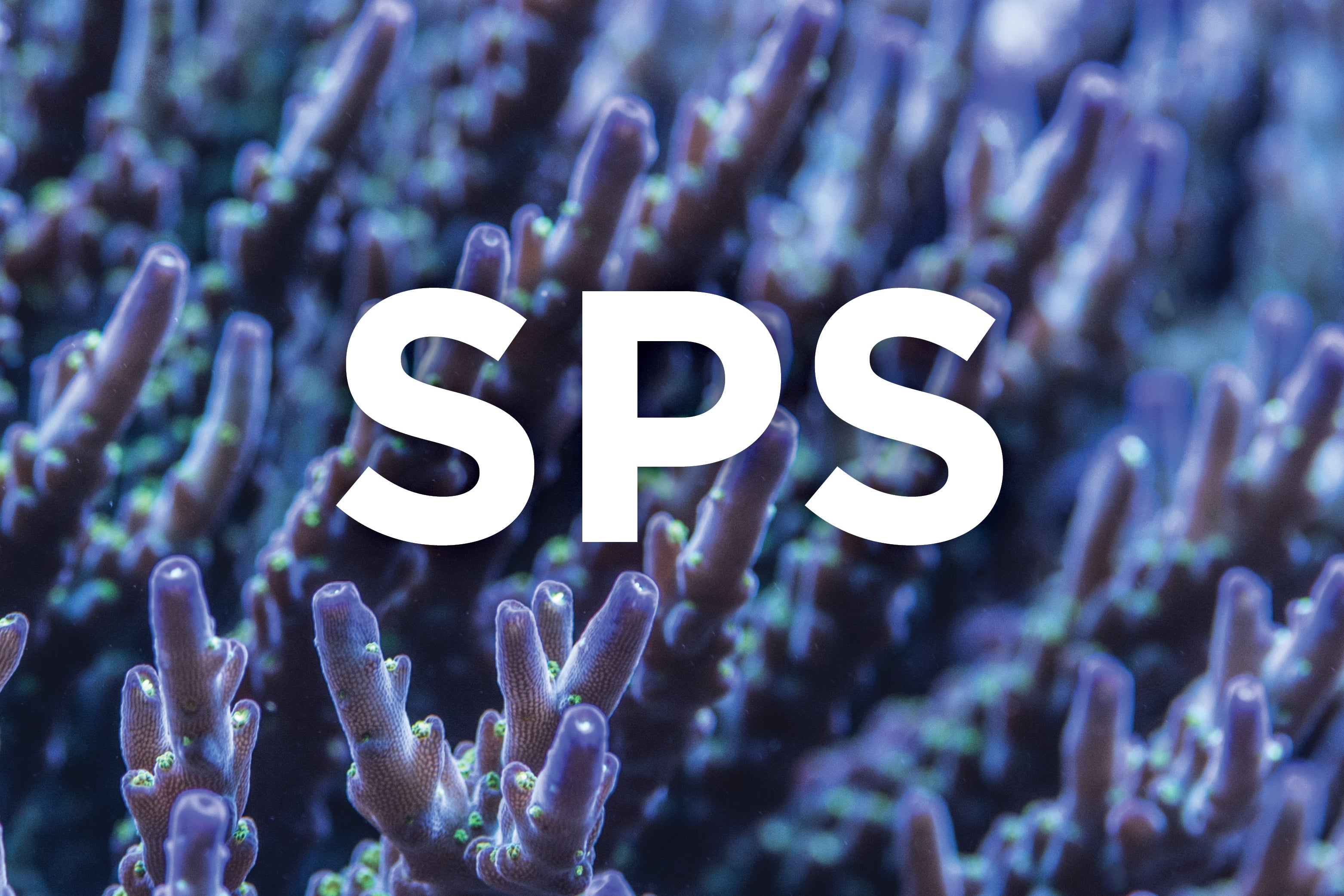 Shop Live Coral – ReefEco