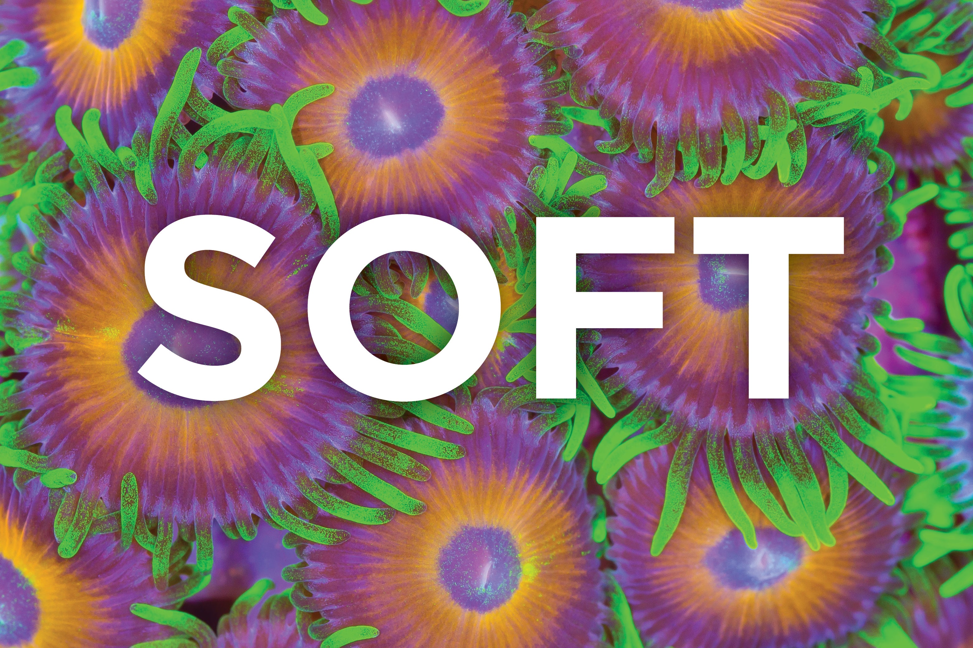 Shop Live Coral – ReefEco